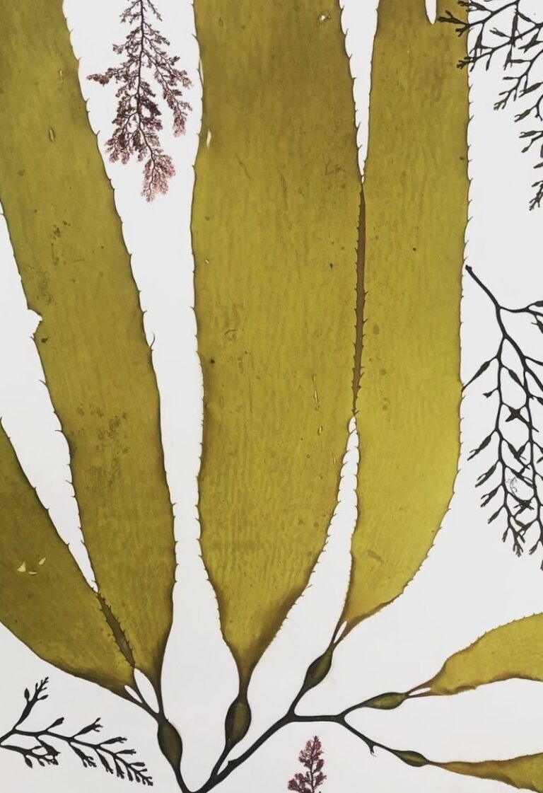 Educational Resources - Kelp ARK